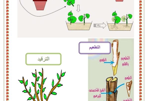 التكاثر عند النباتات أنواع التكاثر الخضري التعقيل و التطعيم و