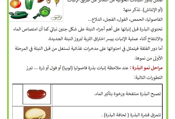 تكاثر النباتات التكاثر بالبذور موقع مدرستي