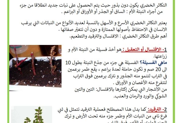 تكاثر النباتات التكاثر الخضري و فوائده الافتسال أو التعقيل